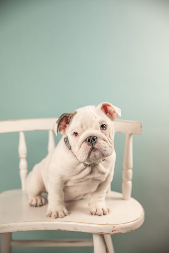 Pet Photography - Studio Serendipity Photography